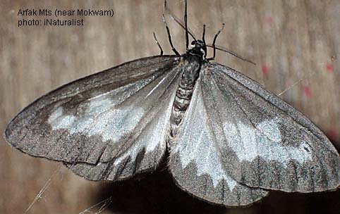 Papua Insects Foundation (Lepidoptera/Geometridae)